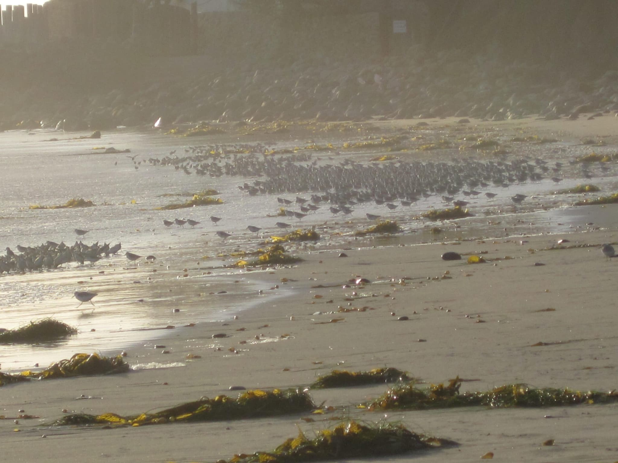 Sandy Shores - The Bay Foundation