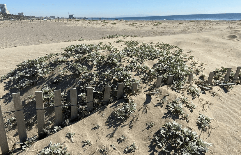 Sandy Shores - The Bay Foundation